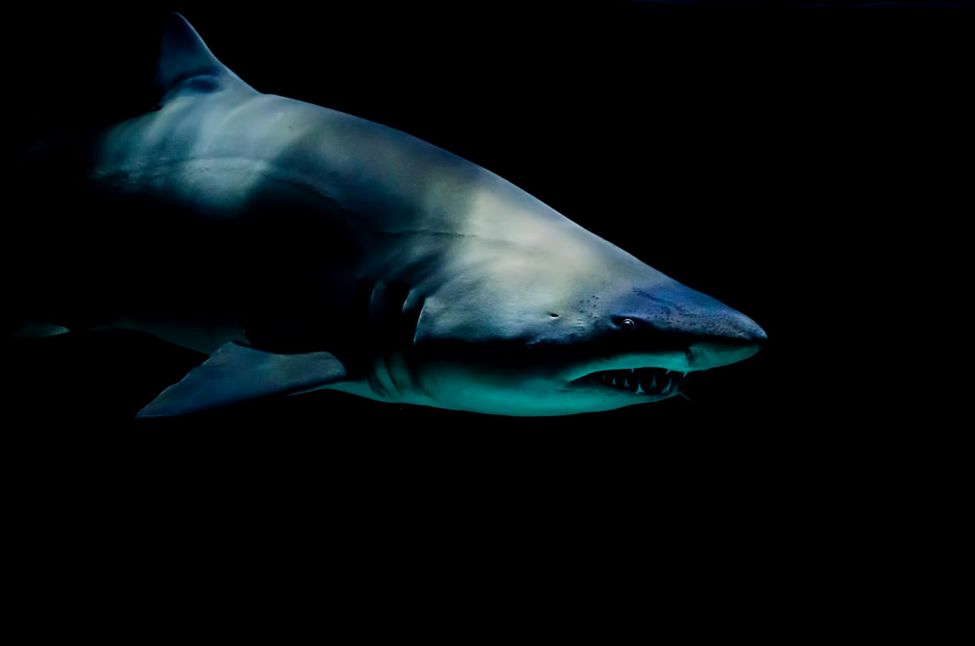 Shark Attack Claims Life Of Devoted Youth Pastor - United Christian